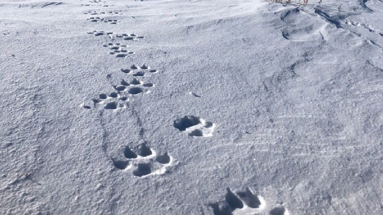 5 Tips Camping in Wolf Country. Camp Safe around wolves. - CampingAholic